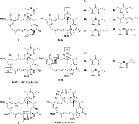 The Chemistry And Biology Of The Maytansinoid Antitumor Agents