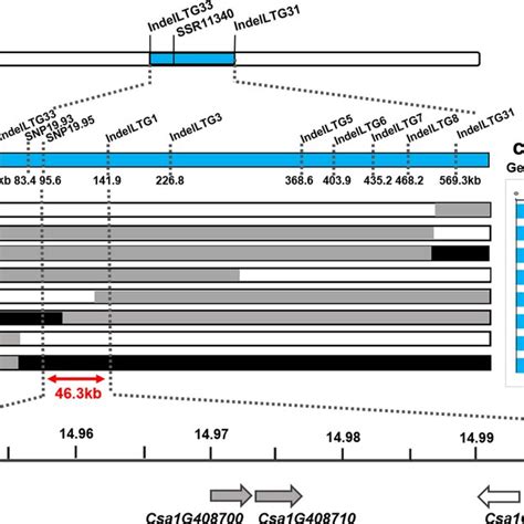 Map Based Cloning Of Qltg11 A Analysis Of Major Effect Qtl For Low Download Scientific