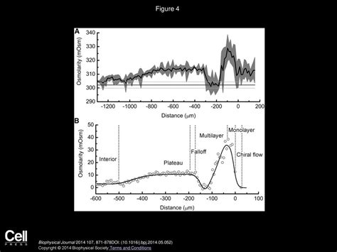 Osmotic Pressure In A Bacterial Swarm Ppt Download