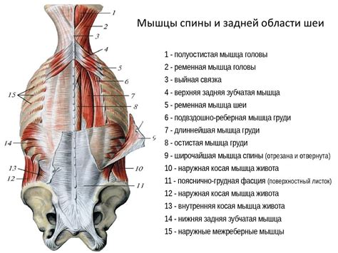 Мышцы спины презентация онлайн