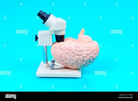 Brain Model Positioned Under Microscope On A Bright Blue Background Illustrating Anatomical