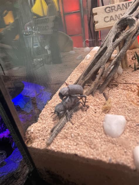 Gay Beetle Sex R Bdfb