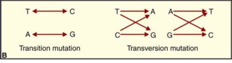 Chapter Gene Mutation DNA Repair And Transposition Flashcards Quizlet