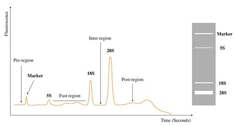 What Is Electropherogram How To Read It Genetic Education