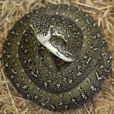 Australian Diamond Python Stock Image Image Of Snake 327680777