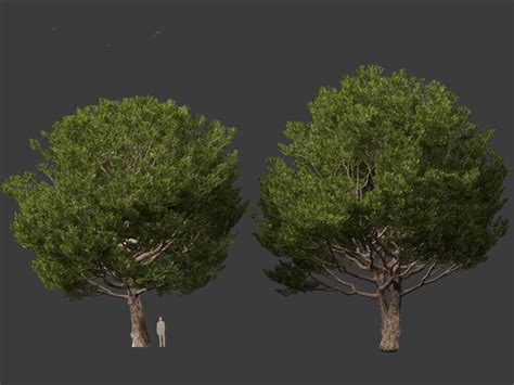 Pinus Pinea Stone Pine 3d Model Download Trees On