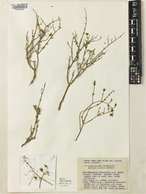 Xerothamnella Ctwhite Plants Of The World Online Kew Science