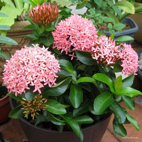 Ixora Pink Natural Plant With Pot Online Plants And Flowers Delivery In