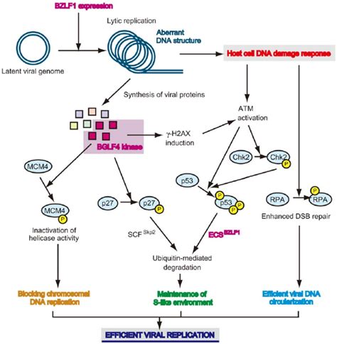 Viral Strategy To Manipulate The Cellular Environment For Its Own