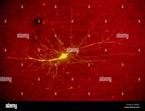 Cerebral Cortex Neuron Hi Res Stock Photography And Images Alamy