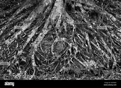 Trees Soil Erosion Black And White Stock Photos Images Alamy