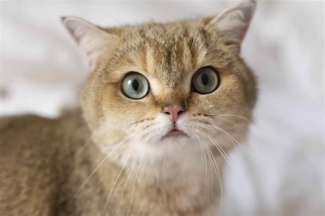 Caratteristiche Del Gatto