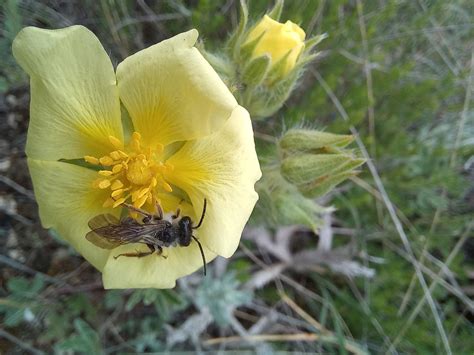 Отбелязваме 20 май Световния ден на пчелите МОСВ