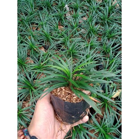 Jual Tanaman Hias Kucai Mini Kucai Mini Pengganti Rumput Shopee