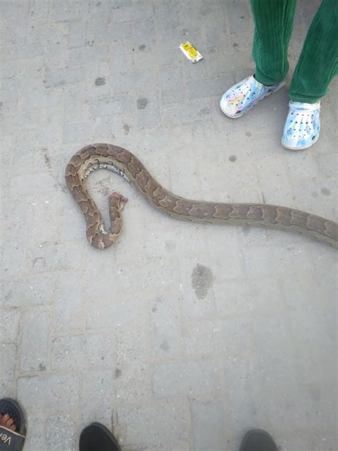 Python Killed At My Estate Gate This Morningvideo Food Nigeria