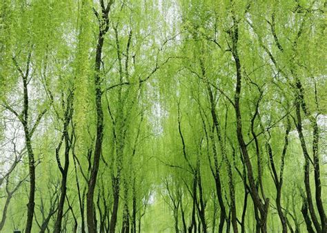 柳树什么季节发芽、开花、结果、凋谢 百度经验