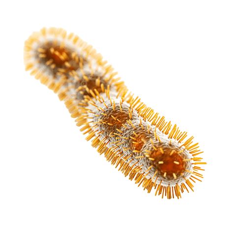 Clostridium Difficile Spore Vormende Staafbacteriën Geïsoleerd Op