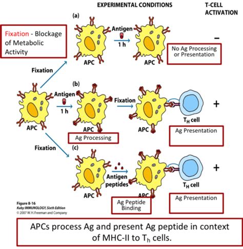 Cmmb 527 Lec 13 Ag Processing And Presentation Flashcards Quizlet