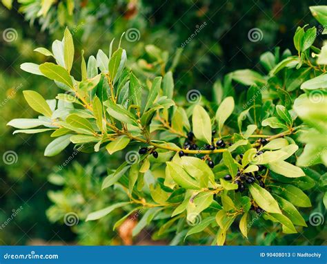 Leaves Of Laurel And Berries On A Tree Laurel Leaf In The Wild Stock Image Image Of Laurel