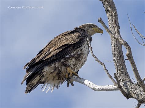 Juvenile Bald Eagle Small Sensor Photography By Thomas Stirr