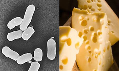 Propionibacterium Freudenreichii Form Powder At Best Price In Bangalore Id 6222317