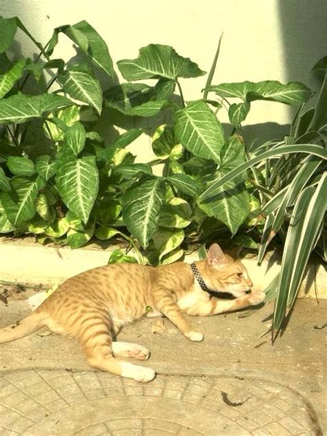 How To Decode And Rescale With Hw Decoder Vpi Rescale Jetson Agx Xavier Nvidia Developer Forums