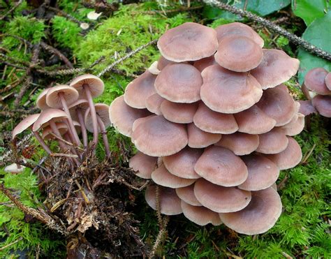 24 Pink Mushrooms And Fungi Identification And Edibility