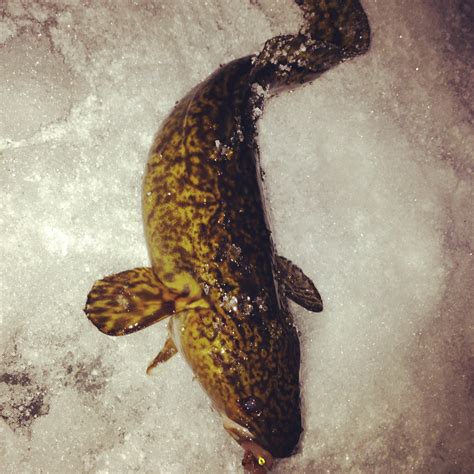 Ice Fishing For Burbot In Bc Bcfishn