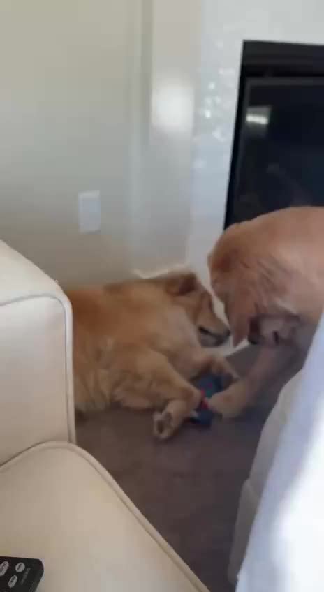 “your Mission Should You Choose To Accept It Retrieve The Squeaky Bone From Under The Paw