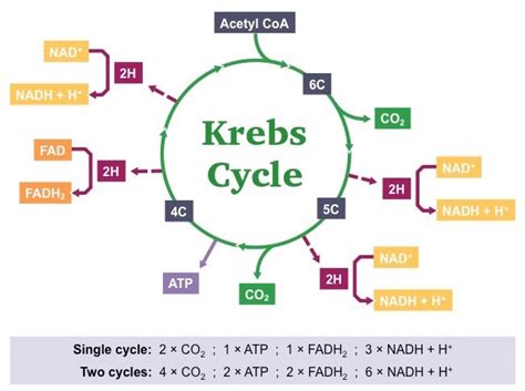 Krebs Cycle Diagram Quizlet