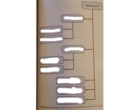 Maxillary Nerve Flow Chart Quiz