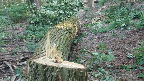 На Харківщині схопили групу чорних лісорубів