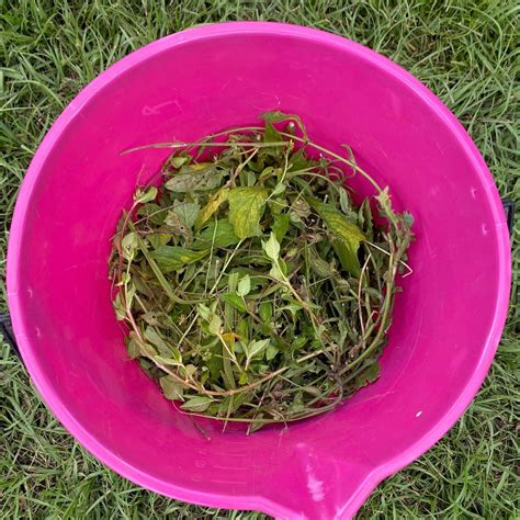 How To Make Your Own Fertiliser With Natives R Us Traveston