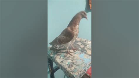 Lal Chini Pigeon Youtube