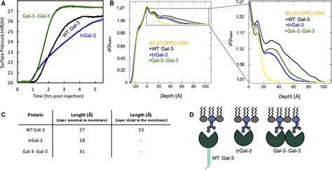 Engineered Galectin Variants Accommodate Protein Protein Interactions Download Scientific