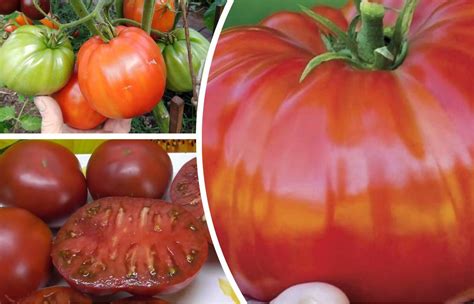 Експерти розповіли як виростити помідори гіганти на городі Читайте на Ukr Net