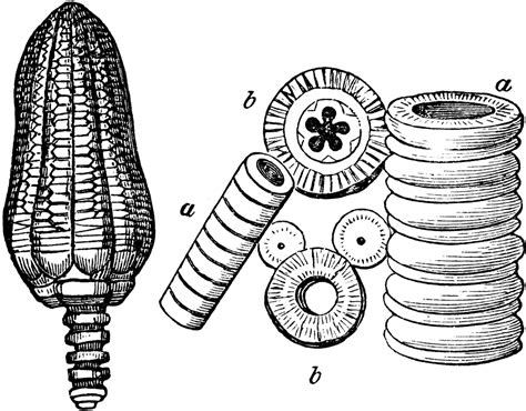 Crinoid Stem
