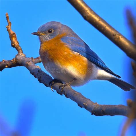 Bird Perched On A Tree Branch With Lush Greenery Stock Image Image