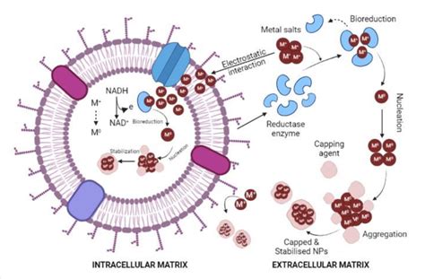 Synthesis Of Microbe Mediated Nanoparticles Download Scientific Diagram