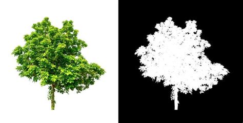 Tree Overlay Stock Photos Images And Backgrounds For Free Download
