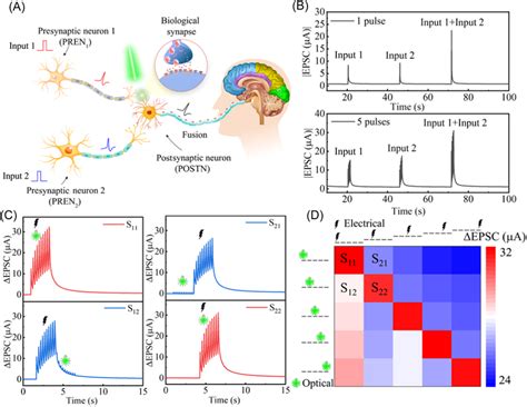 A Schematic Image Of Spatiotemporal Synaptic Integration B Epscs Download Scientific