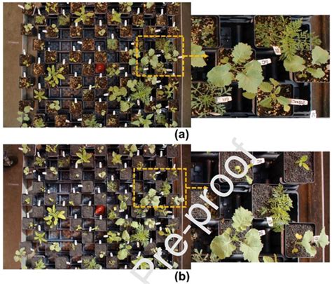 深度学习算法在不同图像背景下杂草和作物物种识别中的性能研究 知乎