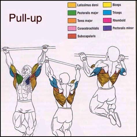 Pull Ups Muscles Diagram How To Do Pull Up Ajratw