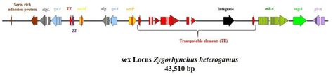 Sex Locus Of The Homothallic Zygomycete Z Heterogamus The Colour