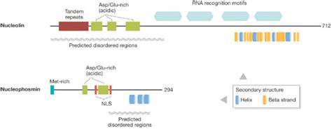Diagrammatic Illustration Of Nucleolin And Nucleophosmin Various Download Scientific Diagram