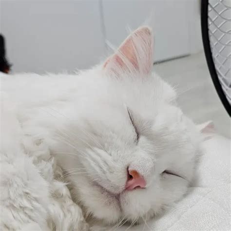 우리 고양이 설이 스킨 업로드 아갈캣 Story