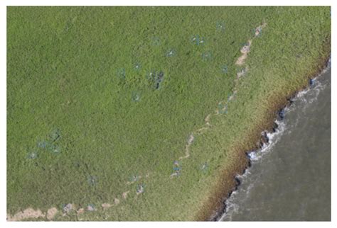 Deepforest Esa Stats Seminar January 2025 — Deepforest 1 5 2 Documentation