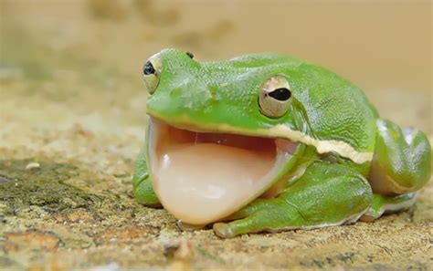 Frog Teeth 101 All Your Questions Answered