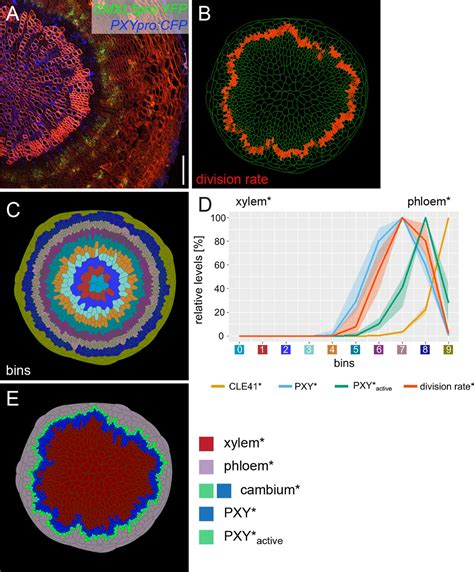 Figures And Data In Computational Modeling Of Cambium Activity Provides
