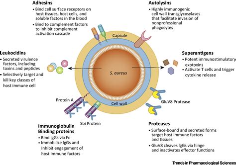 Staphylococcus Bacteria Diagram